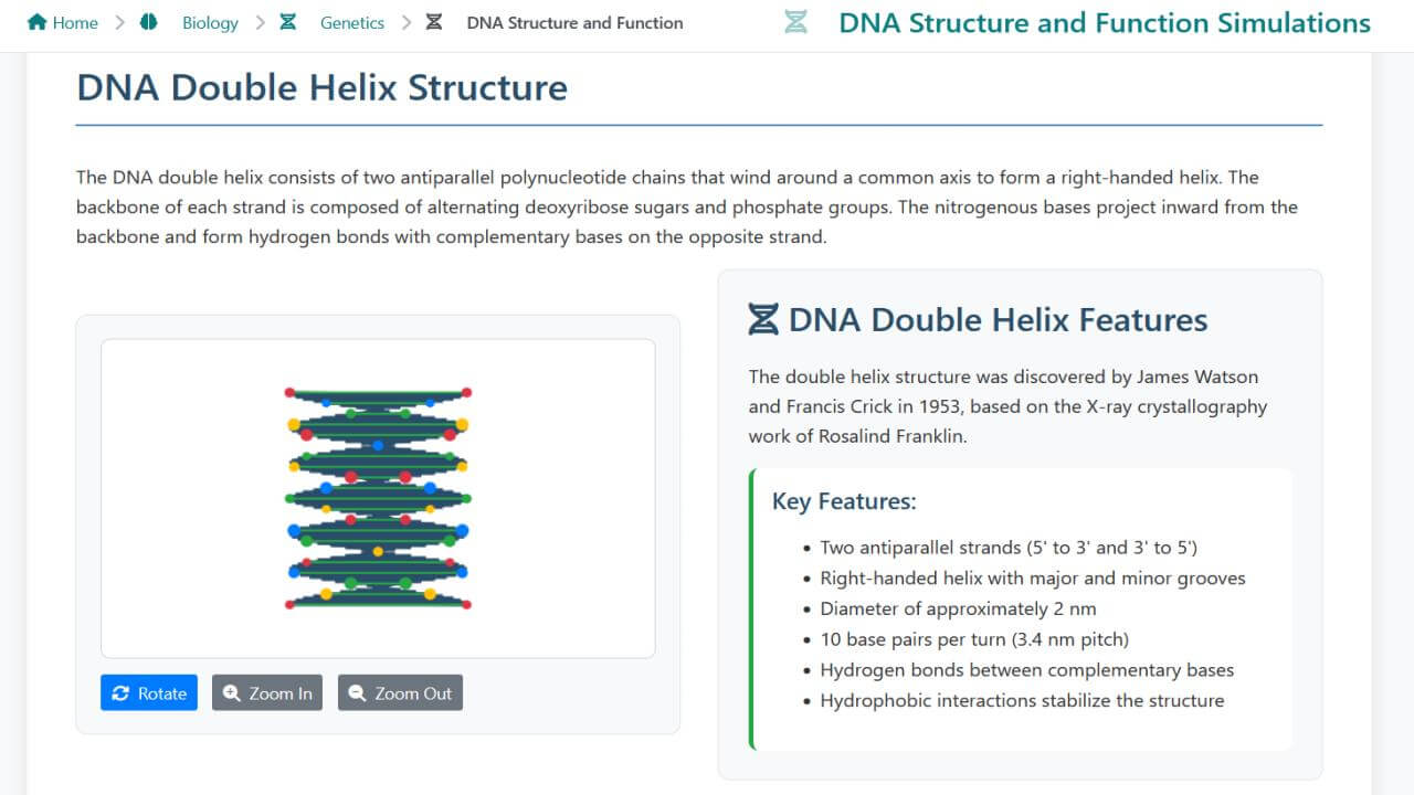 DNA Structure and Function - BinaryVisual | Genetics